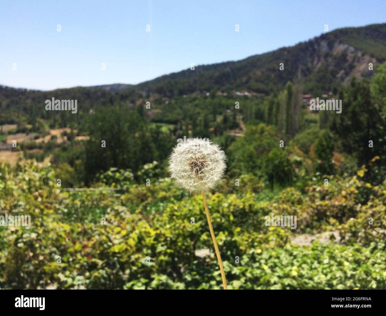 Dandelion plant and nature landscape Stock Photo - Alamy