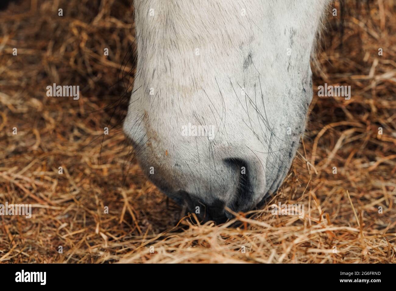 Horse Body Parts. Eyes, Nose, Mane, Fur Stock Photo - Alamy