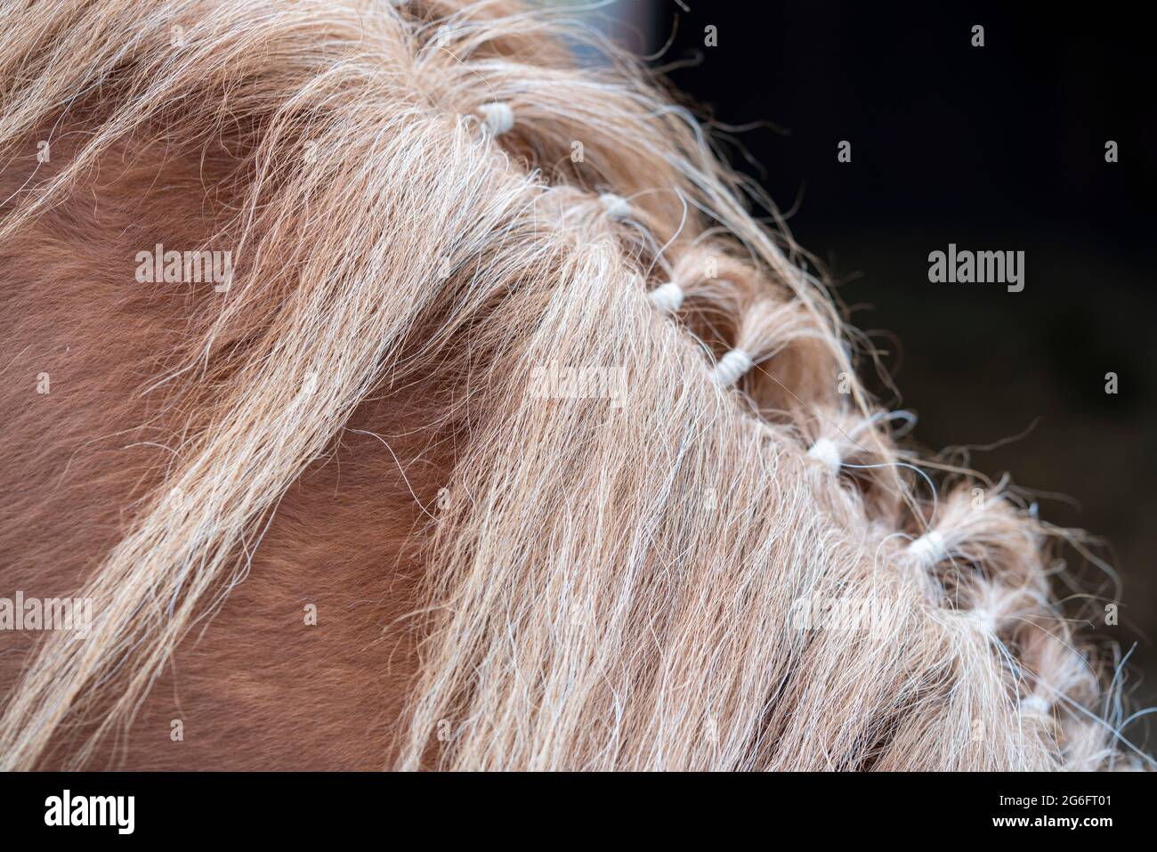 Horse Body Parts. Eyes, Nose, Mane, Fur Stock Photo - Alamy
