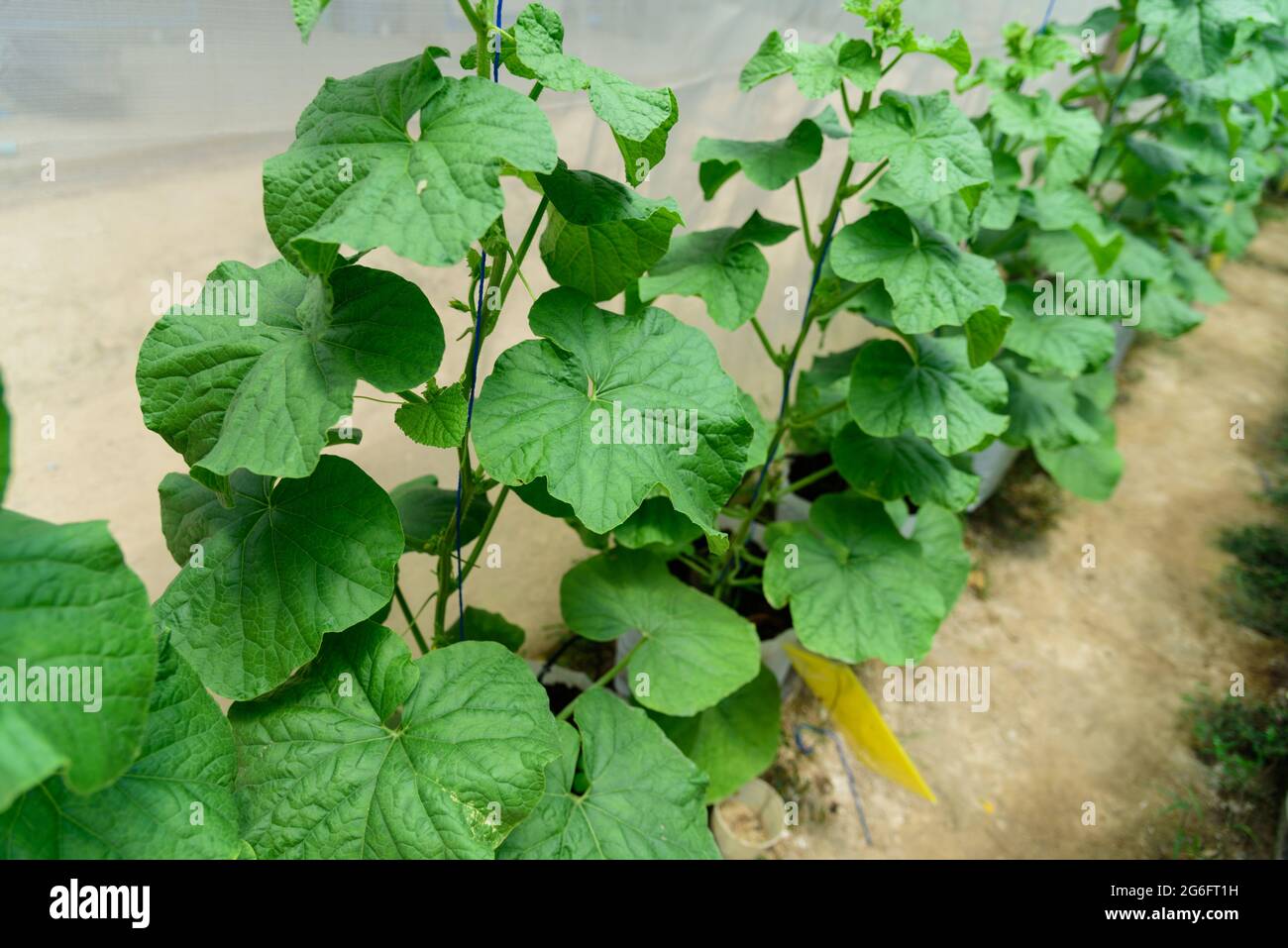 Melon tree hi-res stock photography and images - Alamy