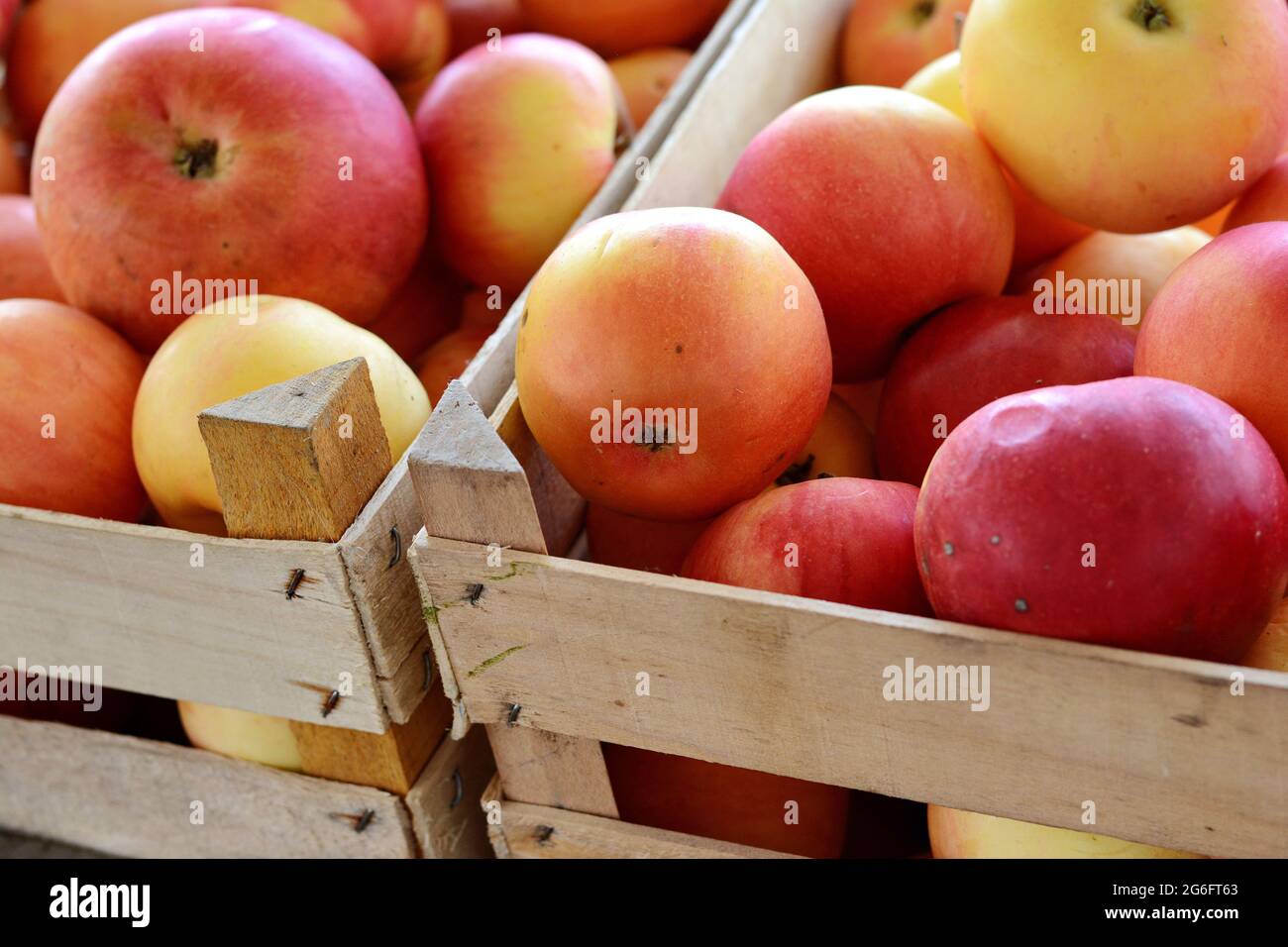 Apples on the market. Fresh organic red apples from the local farmers ...