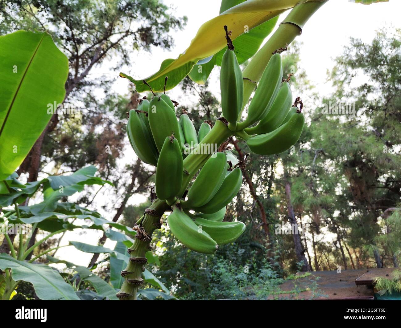 Banana tree trunk hi-res stock photography and images - Alamy
