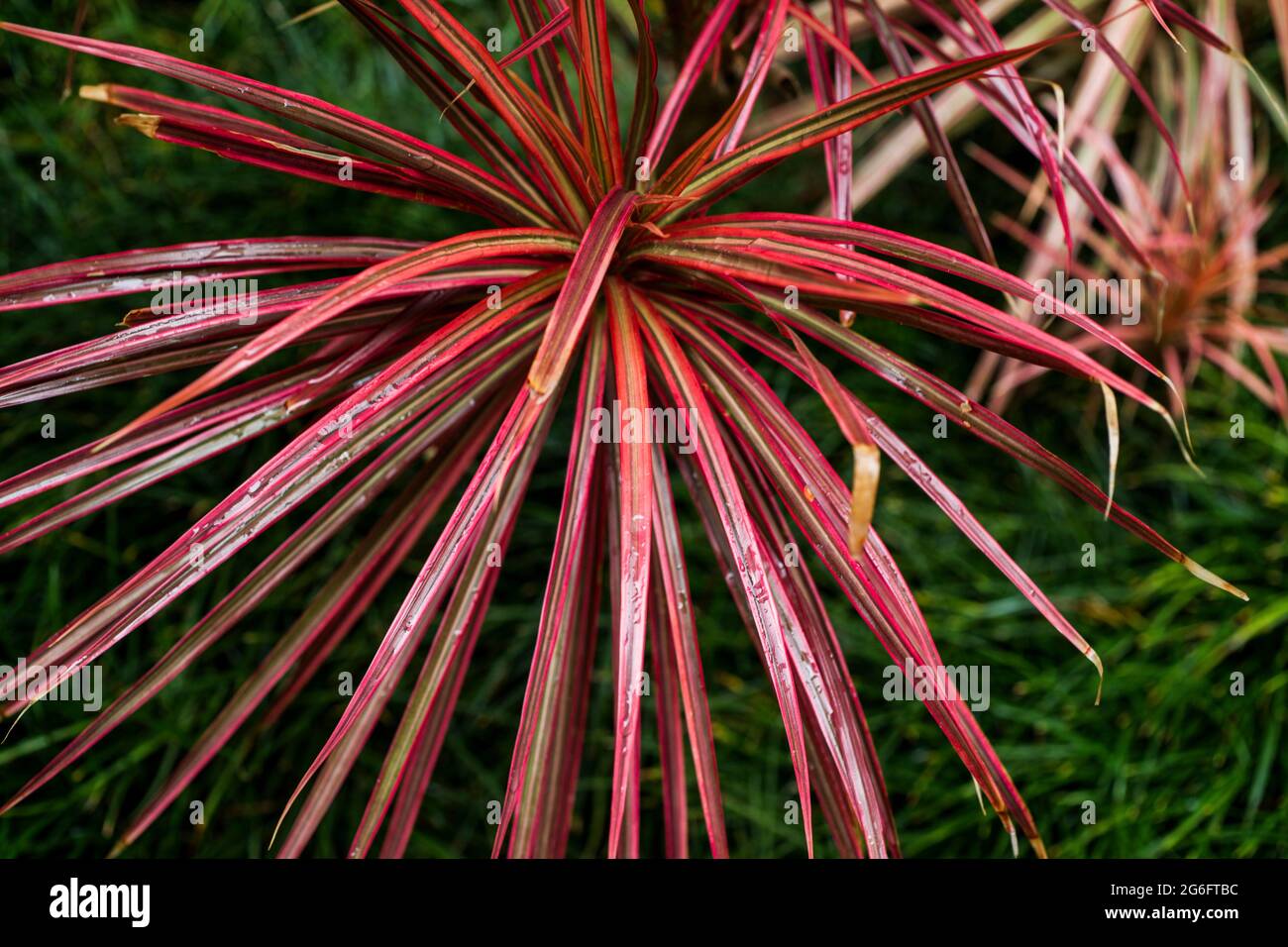 Red Edge Dracaena