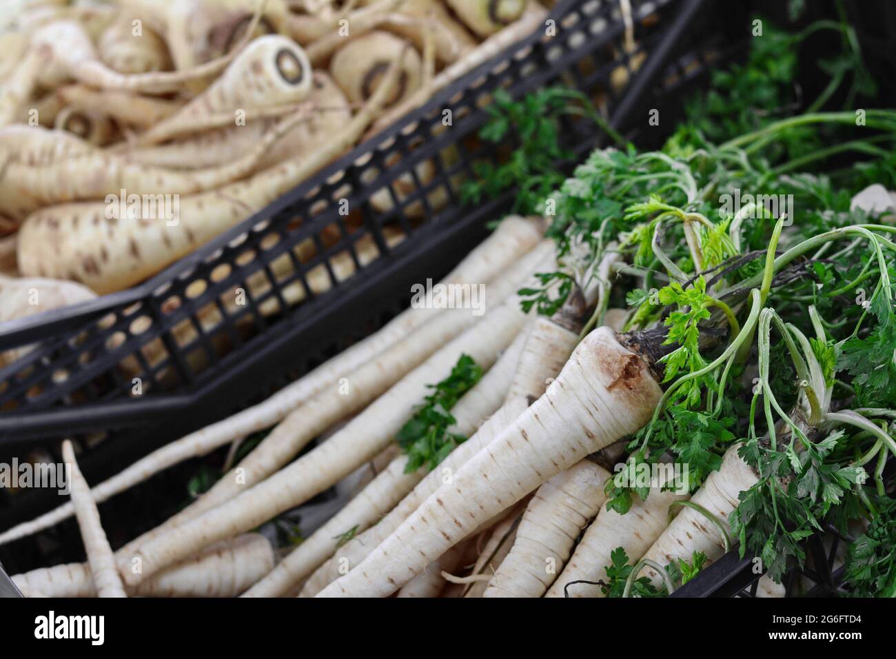 Parsnip Full Frame Background Root Vegetable Parsnips Cooking Ingredients From A Farmers