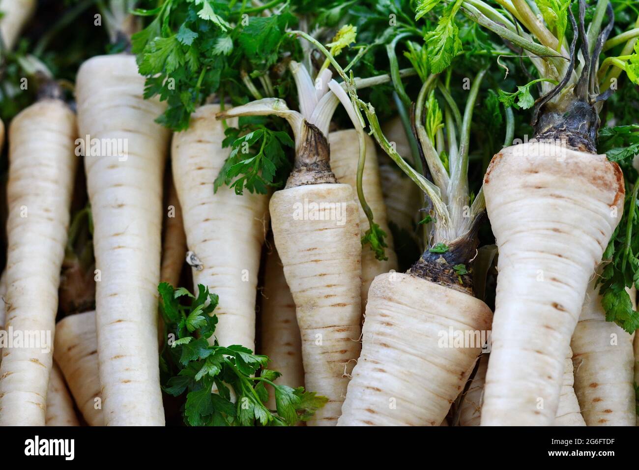 Parsnip Full Frame Background Root Vegetable Parsnips Cooking Ingredients From A Farmers