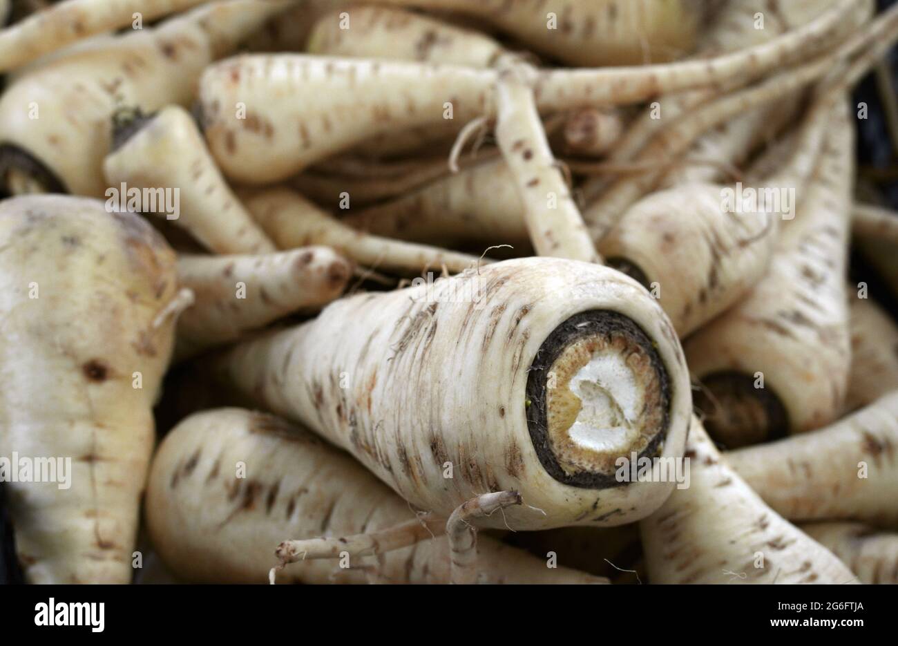 Parsnip Full Frame Background Root Vegetable Parsnips Cooking Ingredients From A Farmers