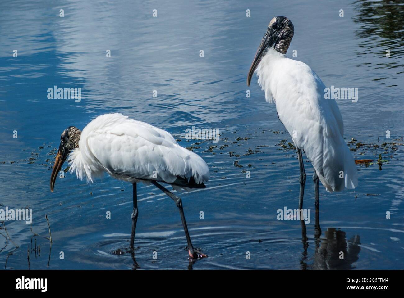 Animal stalking prey hi-res stock photography and images - Alamy