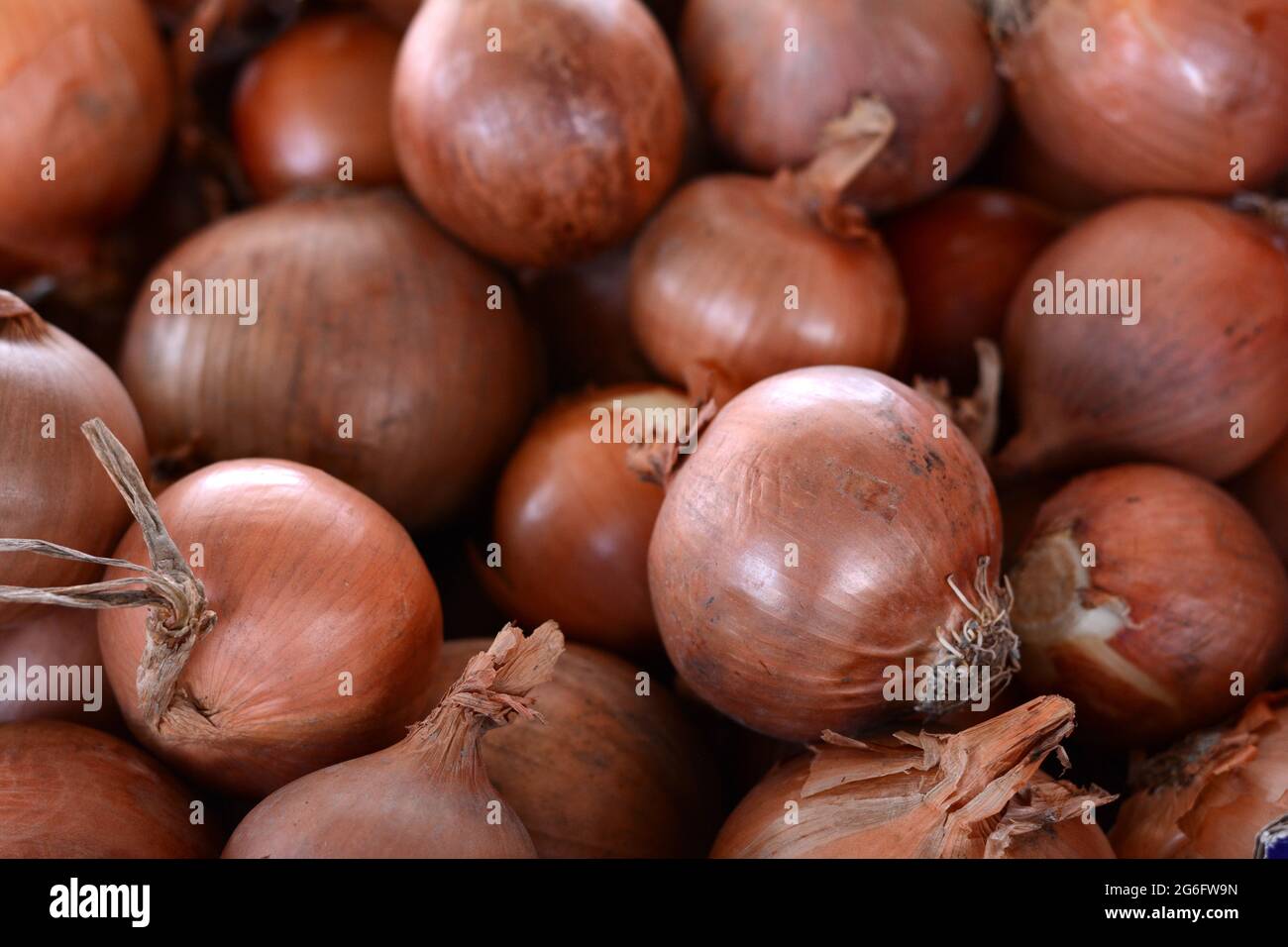 Fresh sweet onions at a farmers market. Fresh onions background. A ...
