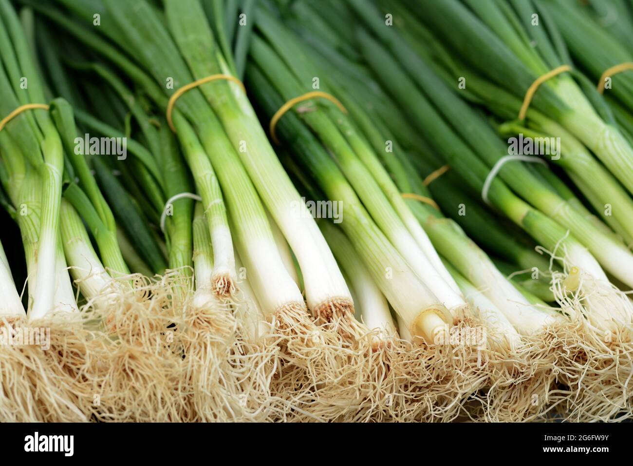 Young onions on the market. Green onion leaves on the market Stock ...