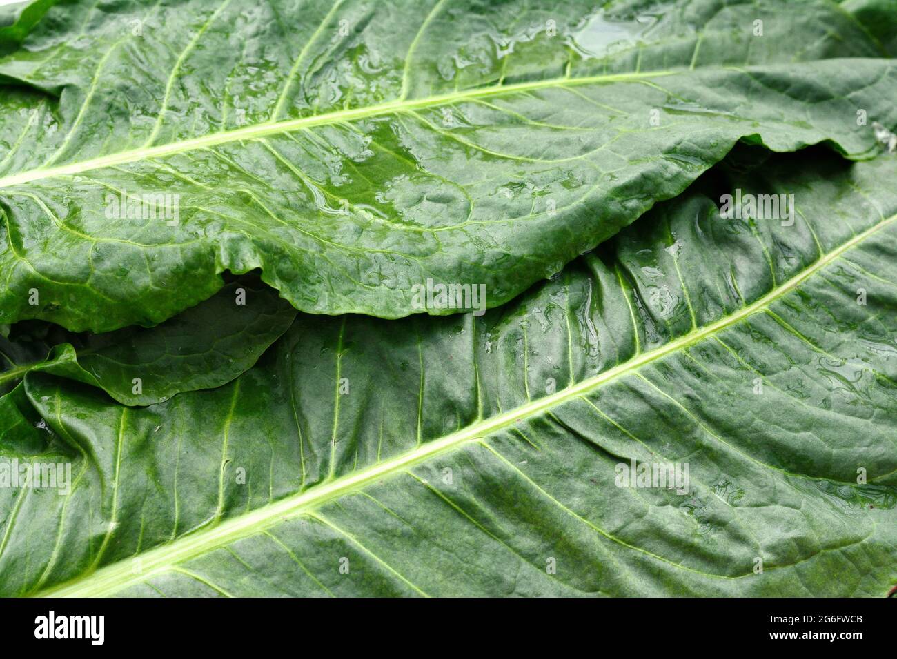 Chard. Mangold Beta vulgaris. Biennial herb, a subspecies of common ...