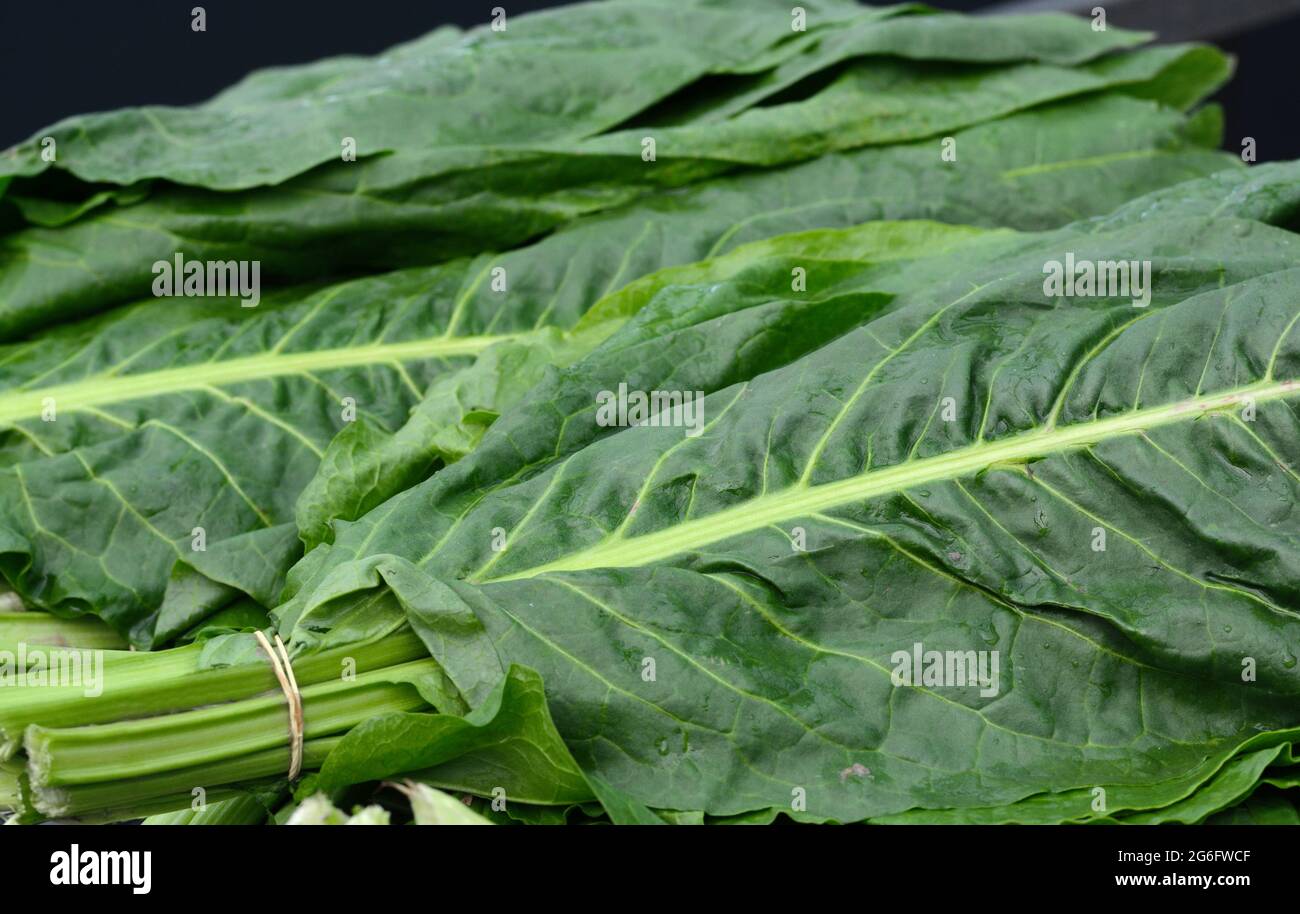 Chard. Mangold Beta vulgaris. Biennial herb, a subspecies of common ...