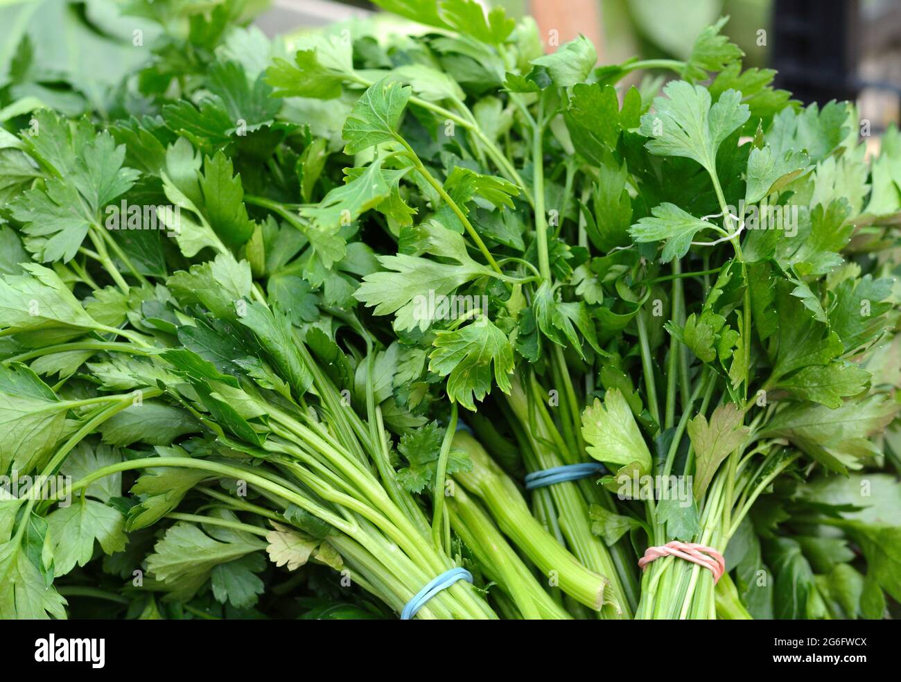 Parsley Leaves In Tagalog