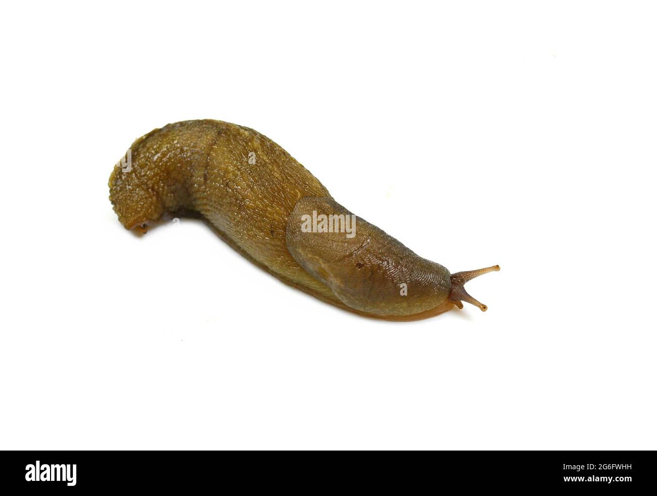 Slug isolated on white background. Slug - the slowest animal. It creeps ...