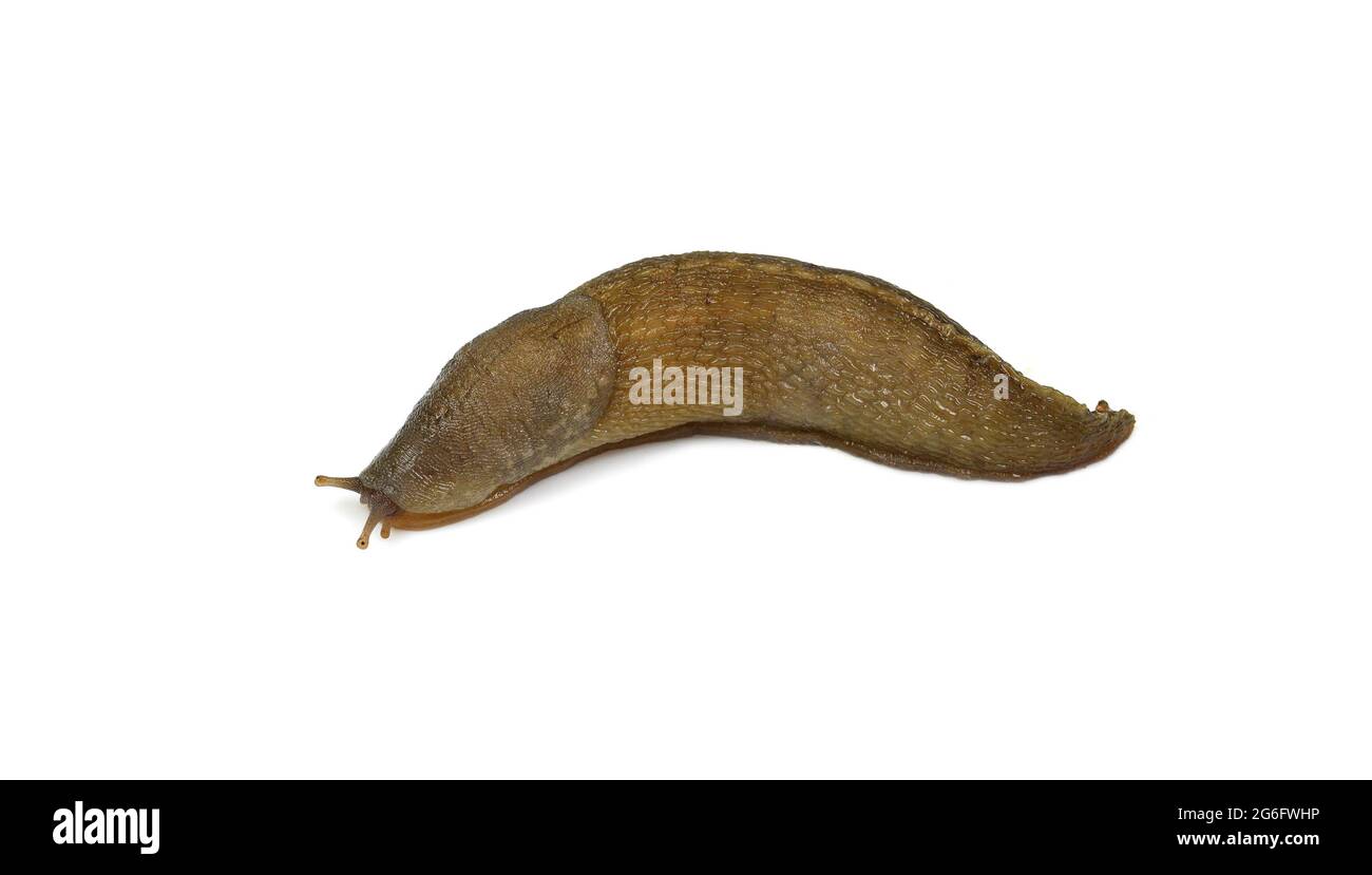 Slug isolated on white background. Slug - the slowest animal. It creeps ...