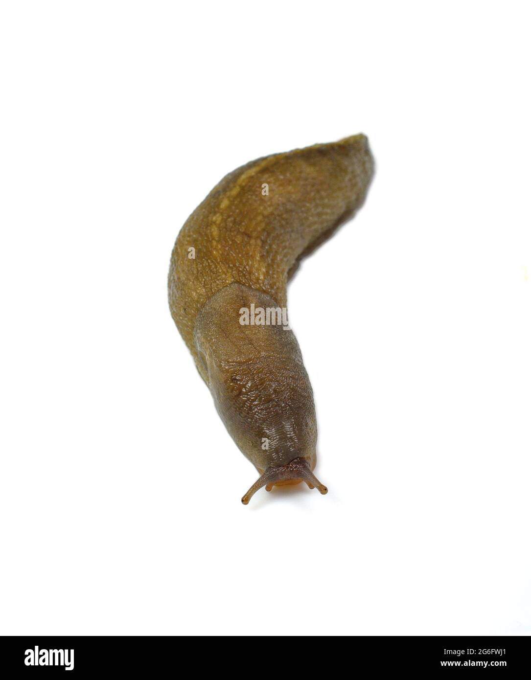 Slug isolated on white background. Slug - the slowest animal. It creeps ...