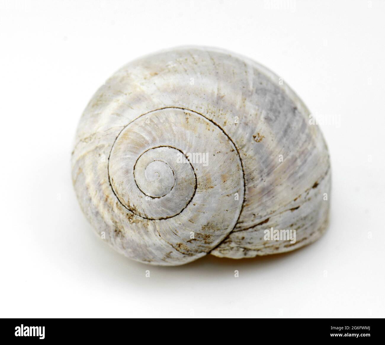 snail shells isolated on white background Stock Photo - Alamy