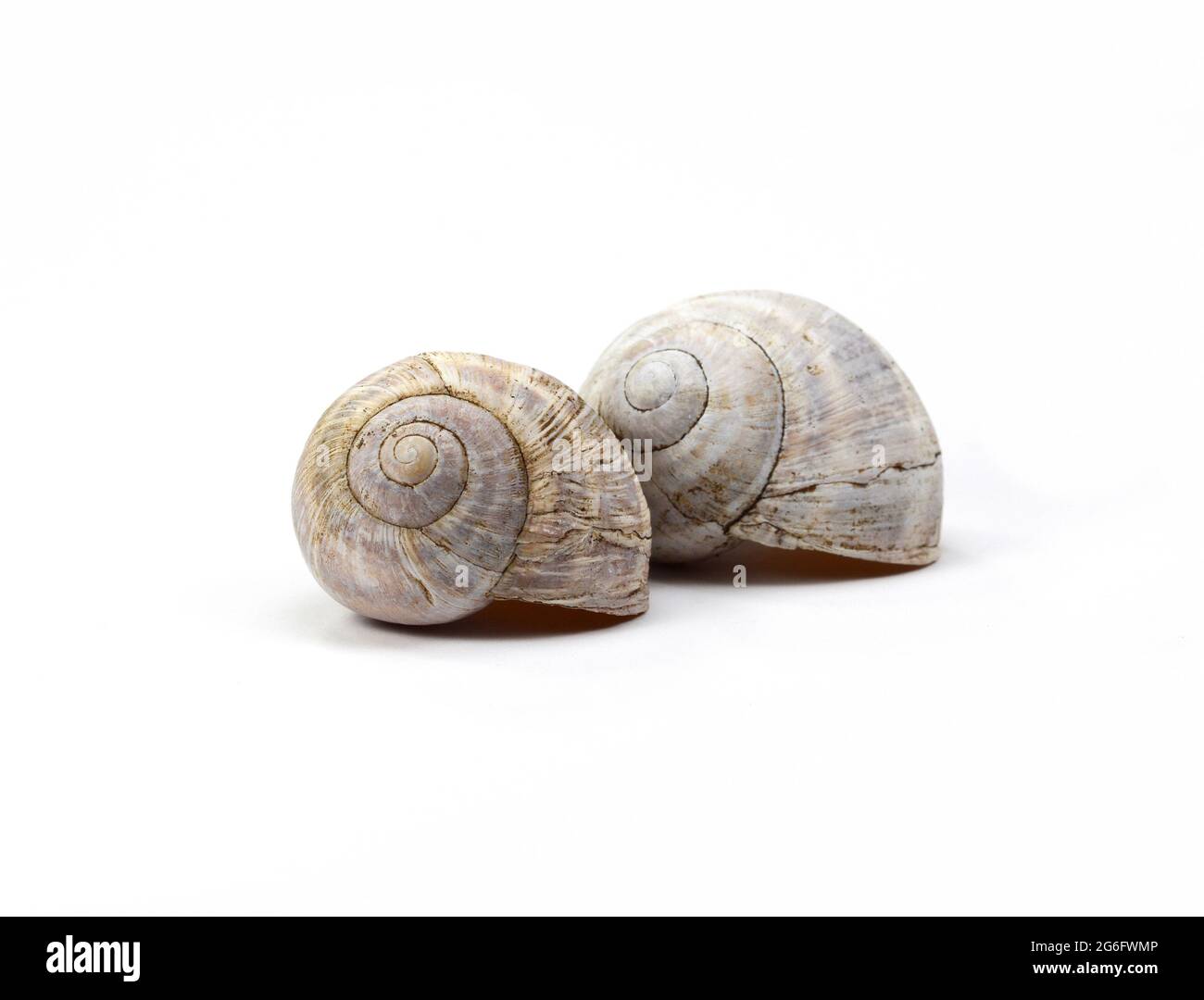 snail shells isolated on white background Stock Photo - Alamy