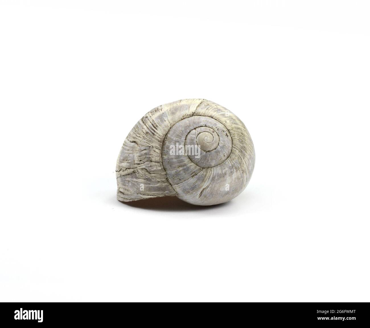 snail shells isolated on white background Stock Photo - Alamy