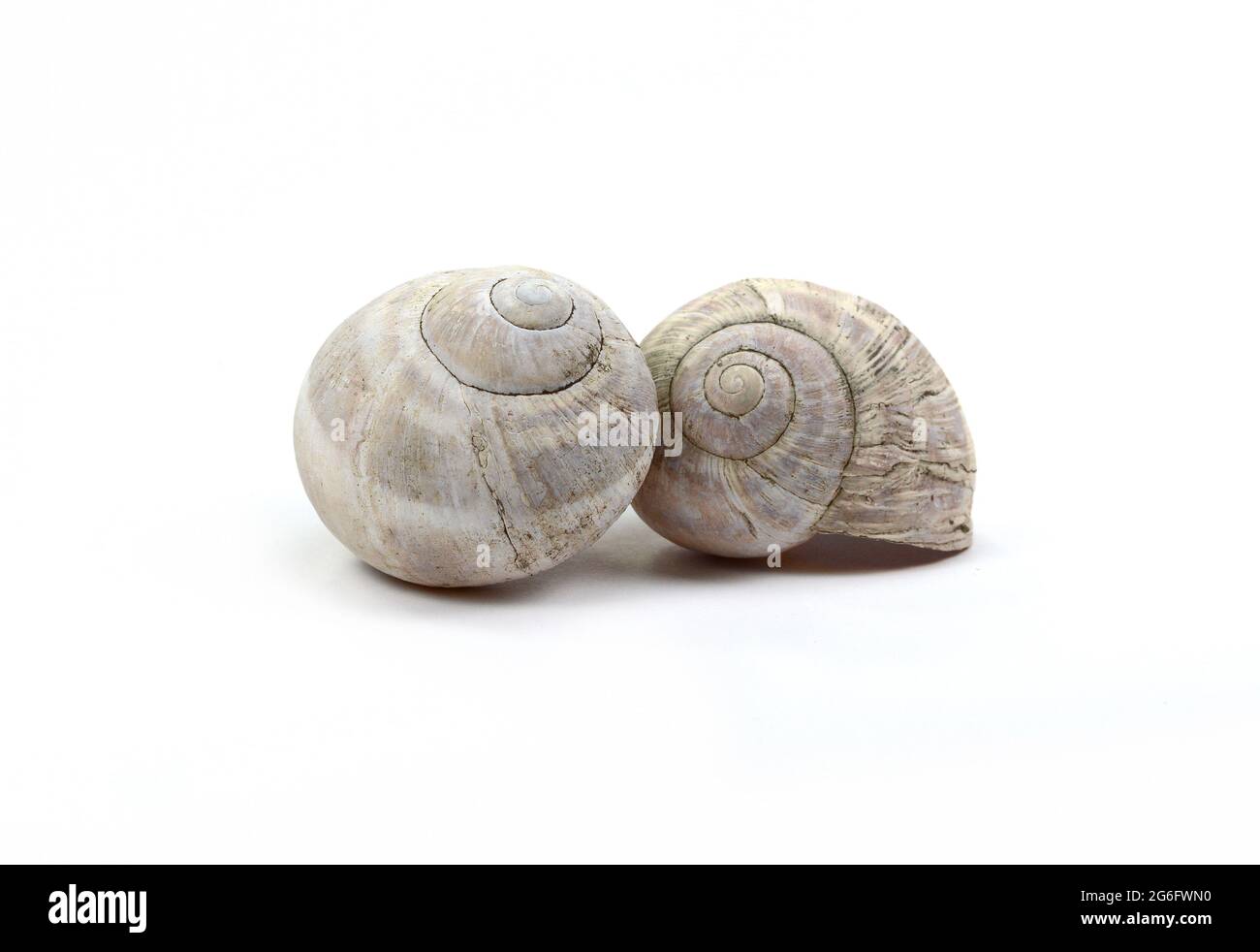 snail shells isolated on white background Stock Photo - Alamy