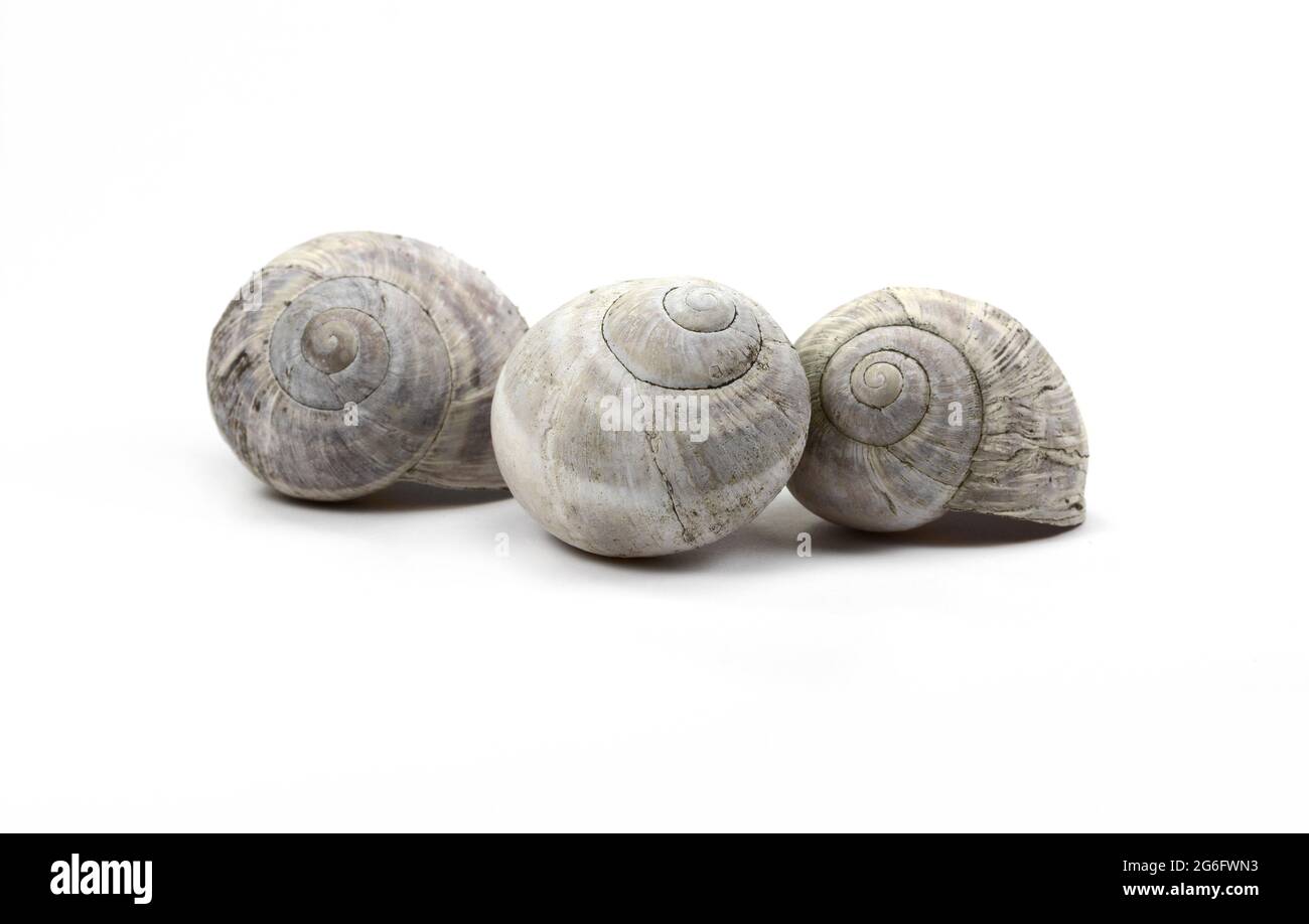 snail shells isolated on white background Stock Photo - Alamy