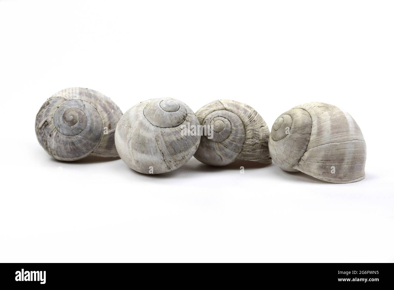 snail shells isolated on white background Stock Photo - Alamy