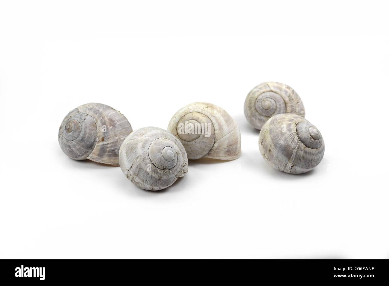 snail shells isolated on white background Stock Photo - Alamy