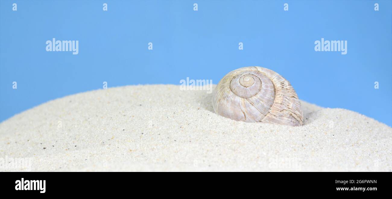 A shells in the sand at the beach. Snail shell. Shells background Stock ...