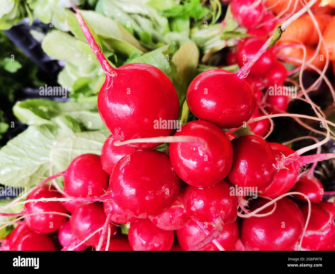 Half radish isolated on hi-res stock photography and images - Alamy