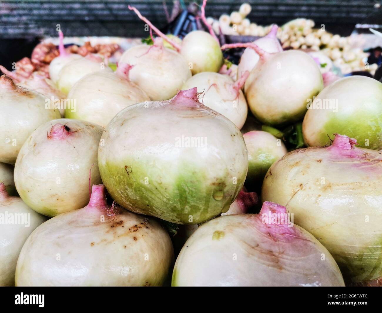 Radish small organic harvest gardening hi-res stock photography and ...