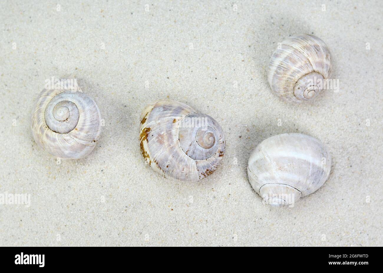 A shells in the sand at the beach. Snail shell. Shells background Stock ...