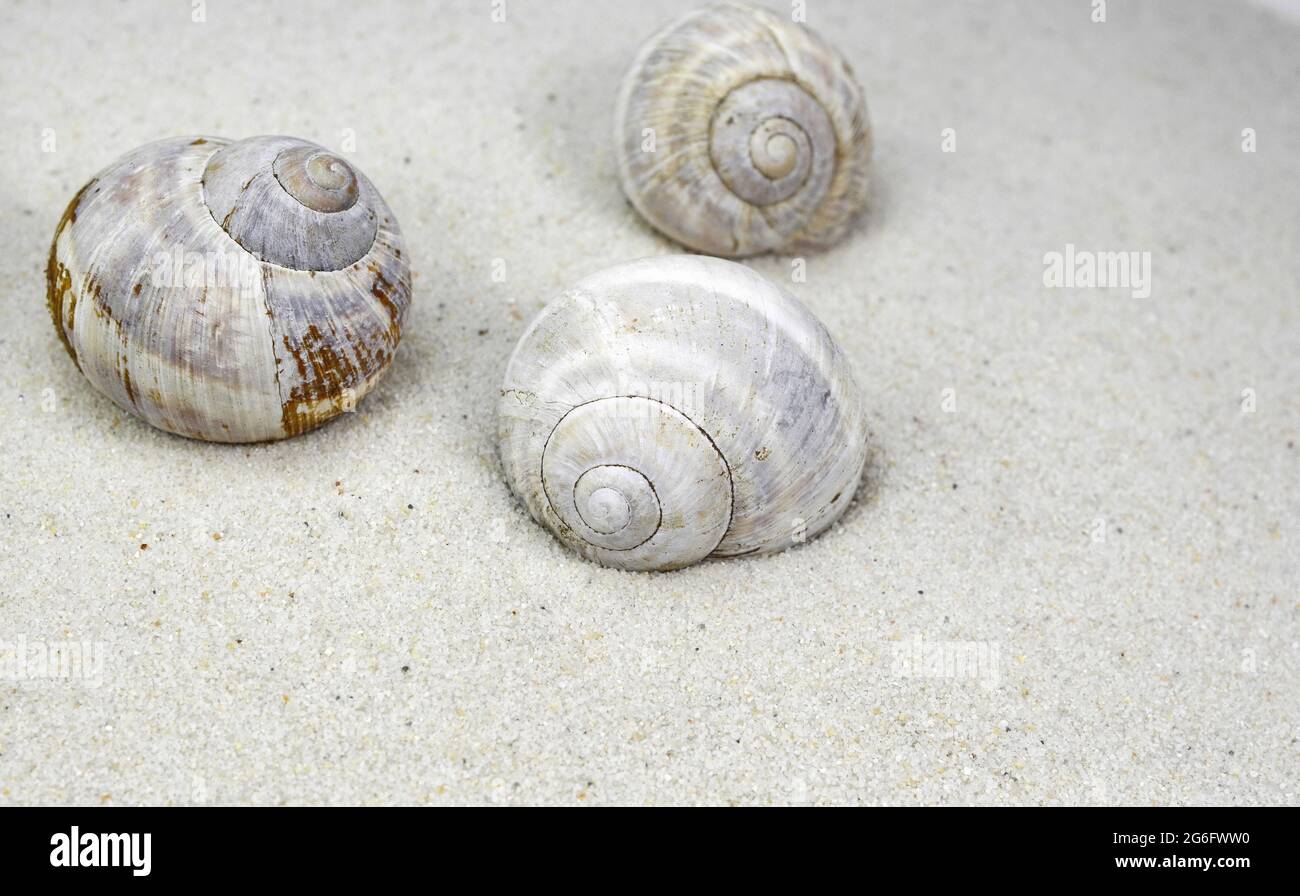 A shells in the sand at the beach. Snail shell. Shells background Stock ...