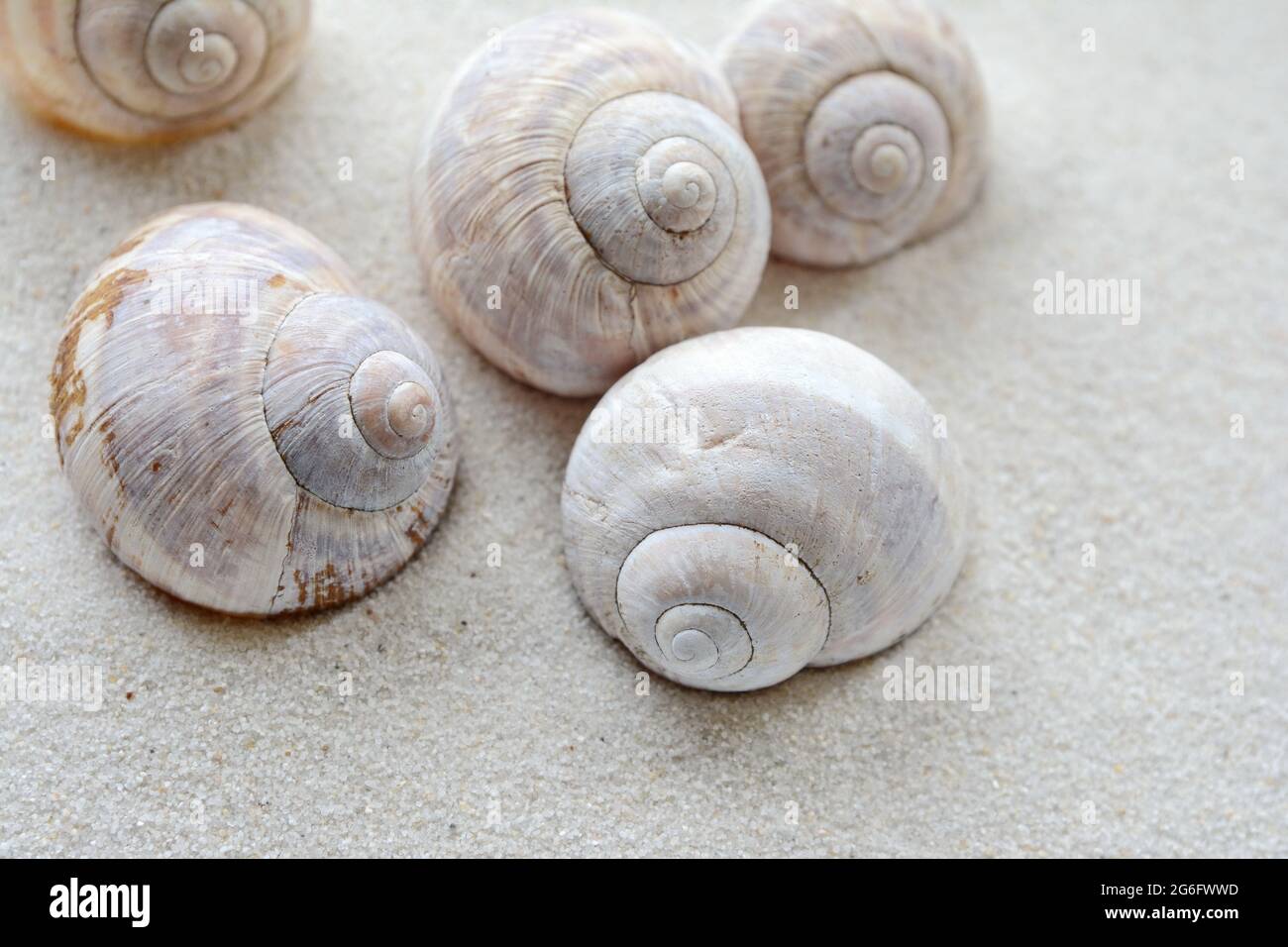 A shells in the sand at the beach. Snail shell. Shells background Stock ...