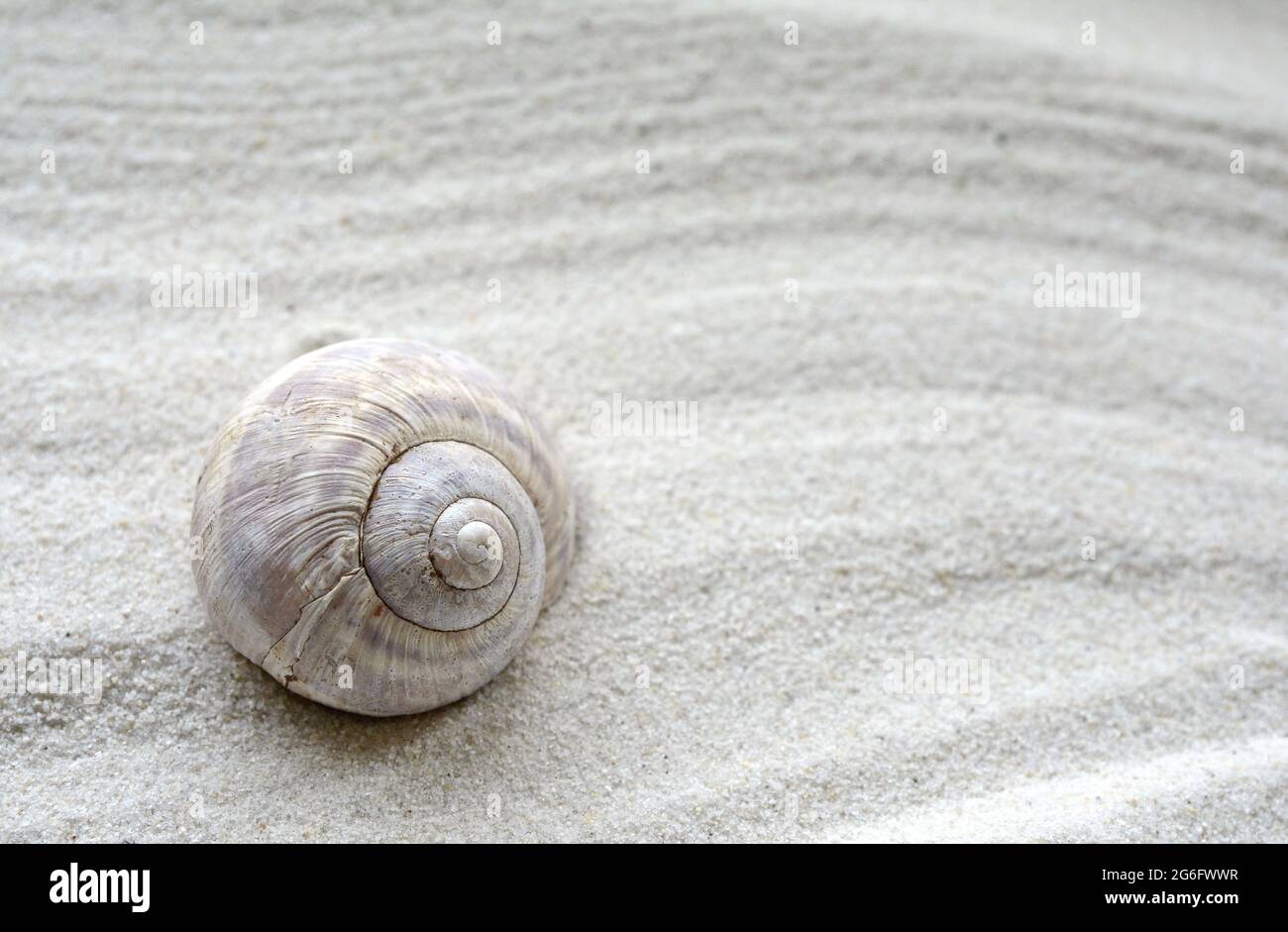 A shells in the sand at the beach. Snail shell. Shells background Stock ...