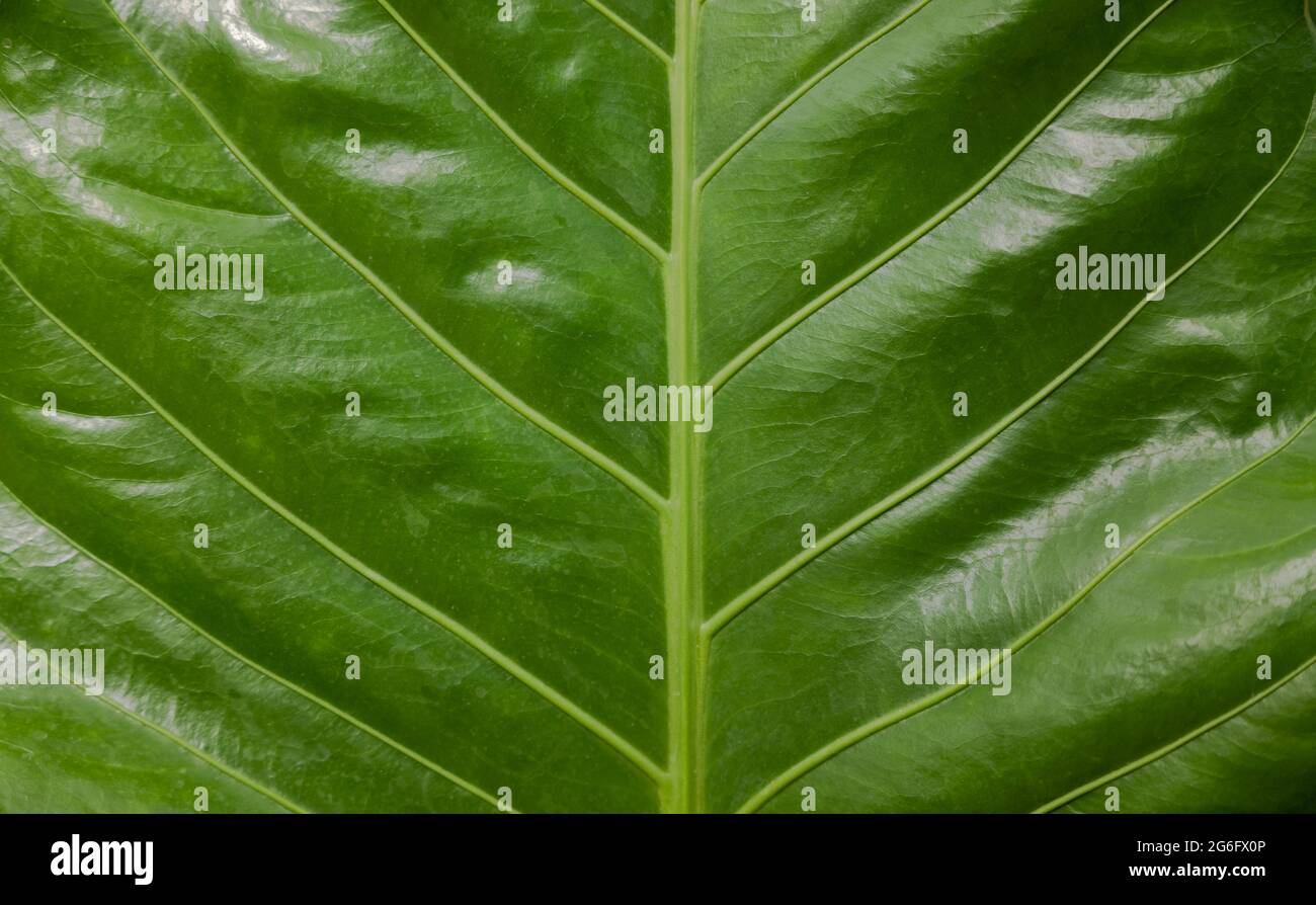 Green tropical leaf hi-res stock photography and images - Alamy