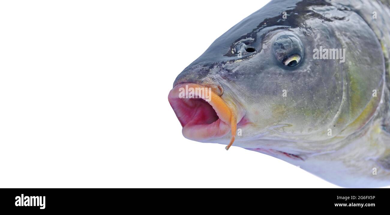Fish head with open mouth. Big carp head isolated on white background ...