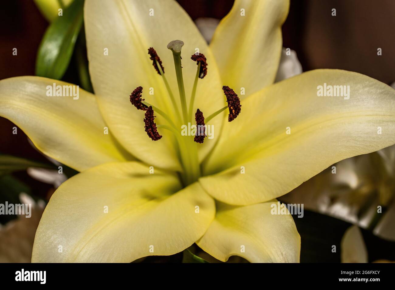 Very beautiful yellow lily hi-res stock photography and images - Alamy