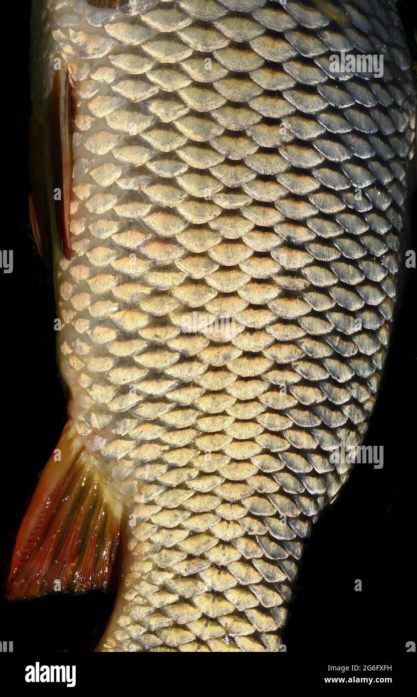 Big wild carp fish pattern textured skin scales macro view. Photo ...