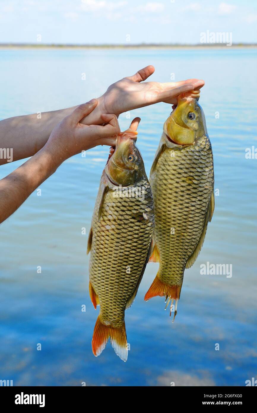 hand hold the carp fish above the water Stock Photo - Alamy