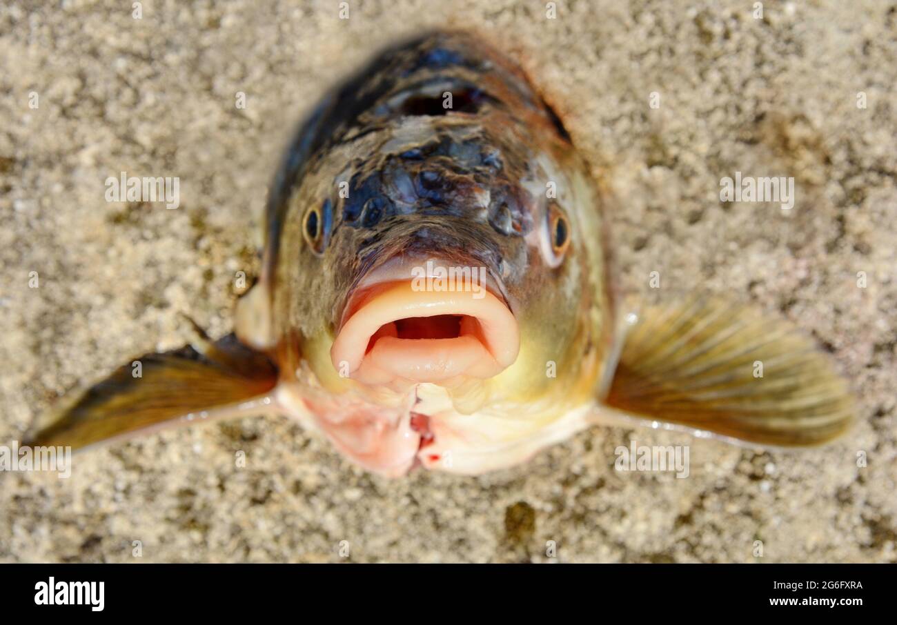 Fish head with open mouth. Big carp head close up Stock Photo - Alamy