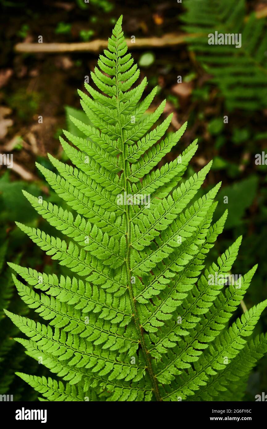 Fern leaf botanical hi-res stock photography and images - Alamy