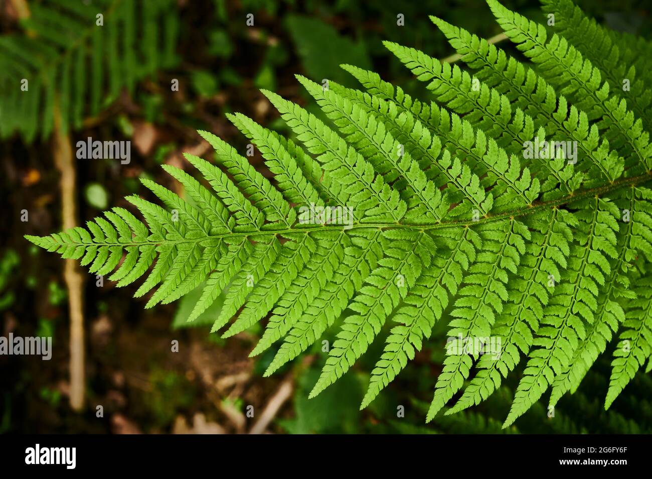 Fern leaf pattern hi-res stock photography and images - Alamy
