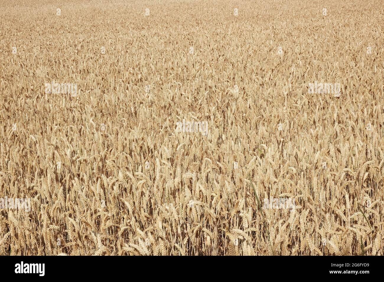 Beautiful view of a wheat field under the sunlight Stock Photo - Alamy