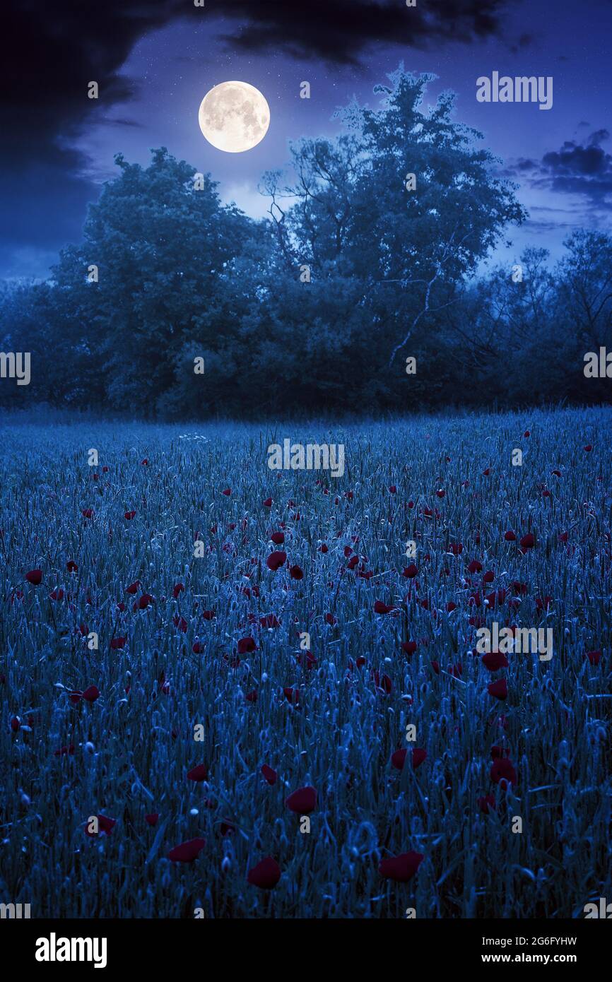 poppy flowers among the wheat field at night. beautiful rural scenery ...
