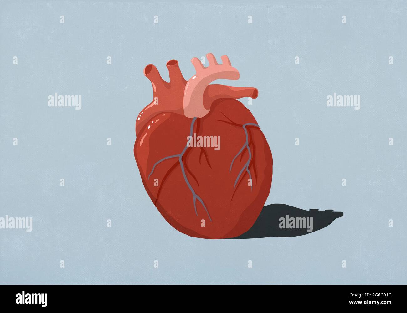 Human heart organ hi-res stock photography and images - Alamy