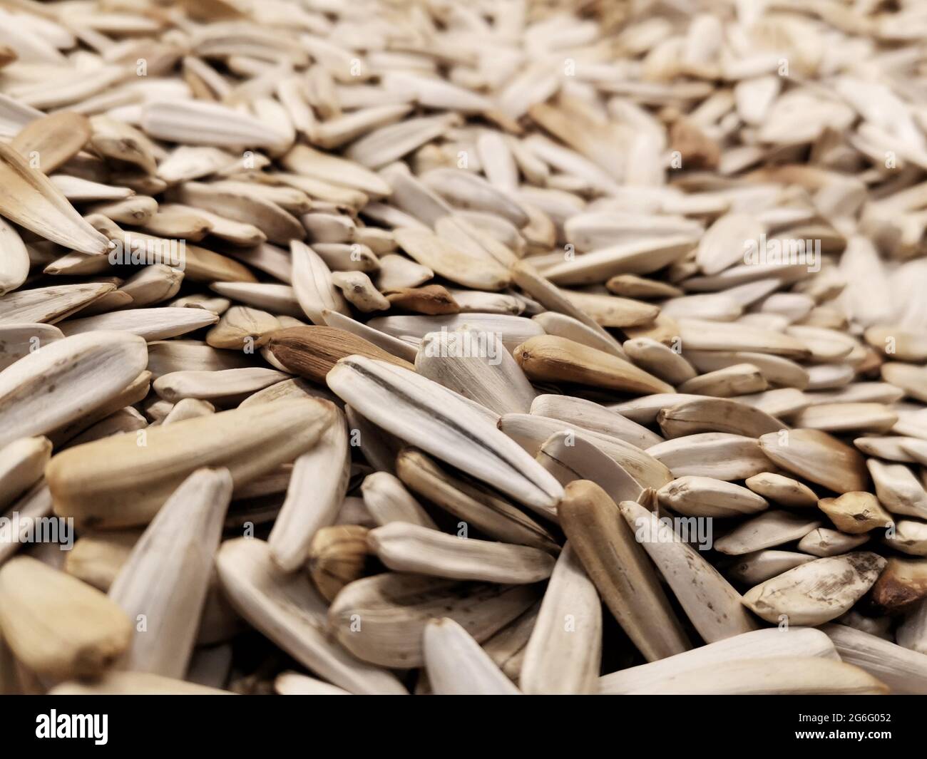 Sunflower seed and plant. Background image of sunflower seeds Stock ...