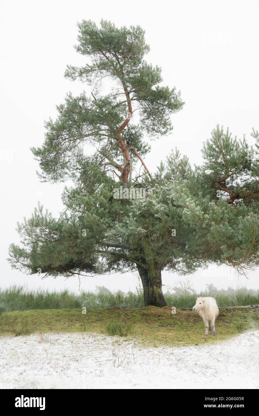 Sheep below tree in snowy field Stock Photo - Alamy