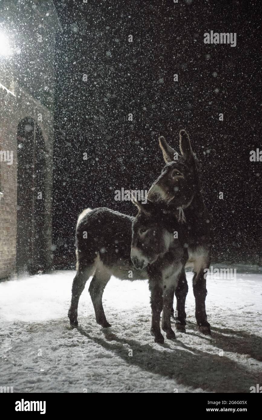 Donkeys in snow at night Stock Photo - Alamy
