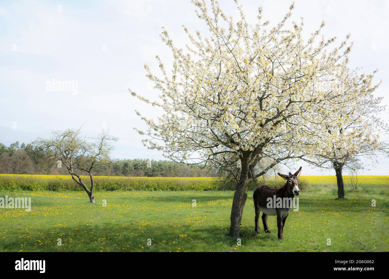 Donkey under tree hi-res stock photography and images - Alamy