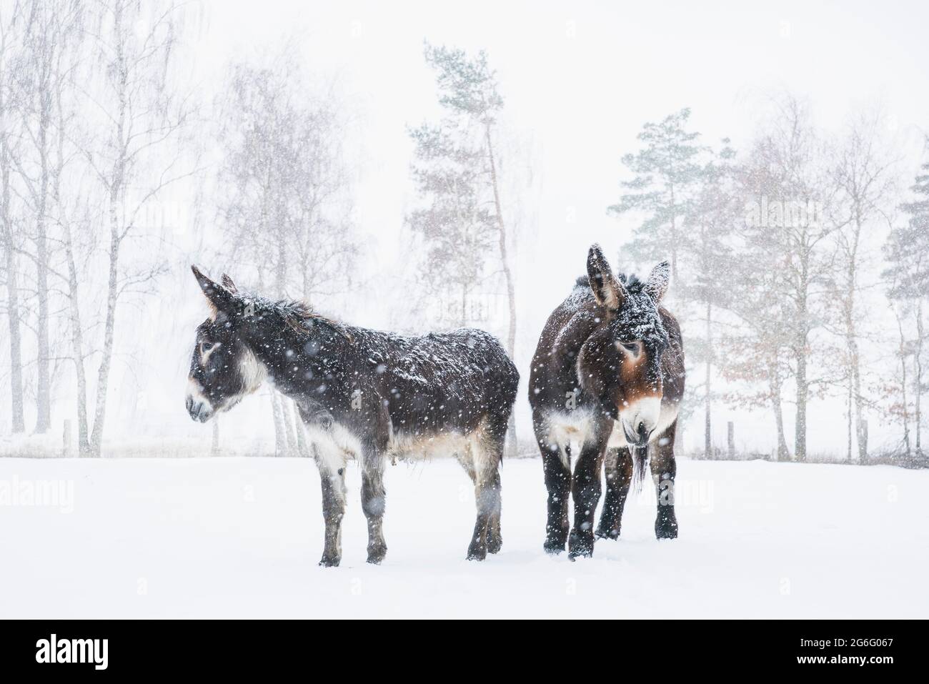 Two donkeys standing together hi-res stock photography and images - Alamy