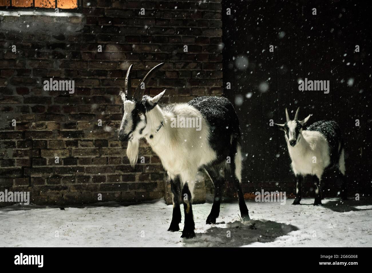 Black and white goats in snow Stock Photo - Alamy